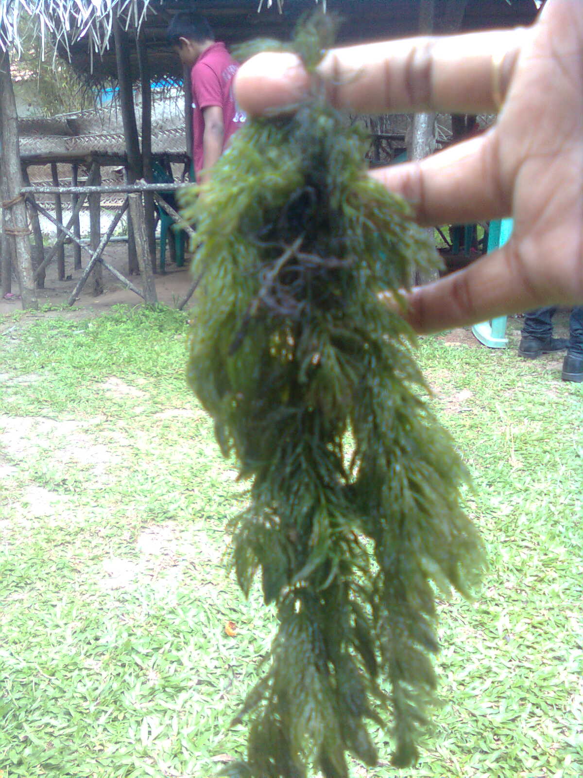 Biology Claz,,By Radon,........: muthurajawela.............