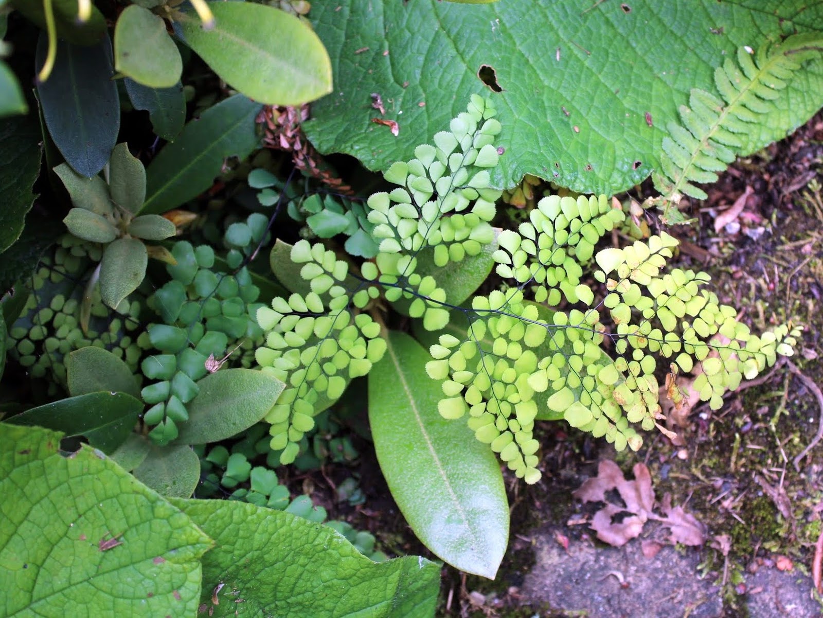 Taxonomia Plantae no Magnoliopsida: Phylum Tracheophyta Clase ...