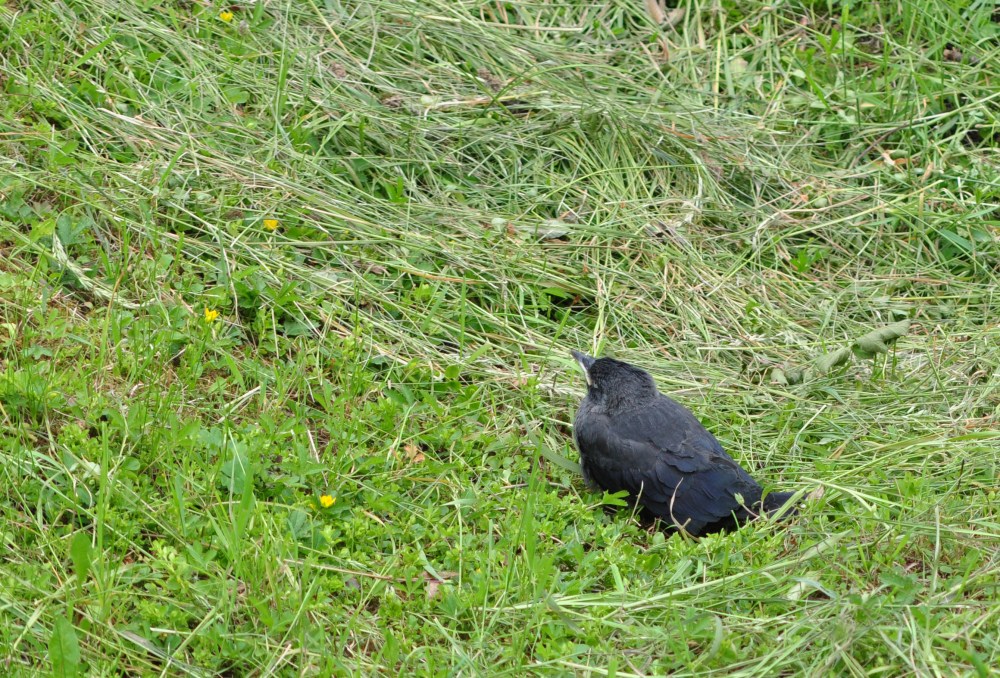 Catalin Negru: Puiul...de Stancuta
