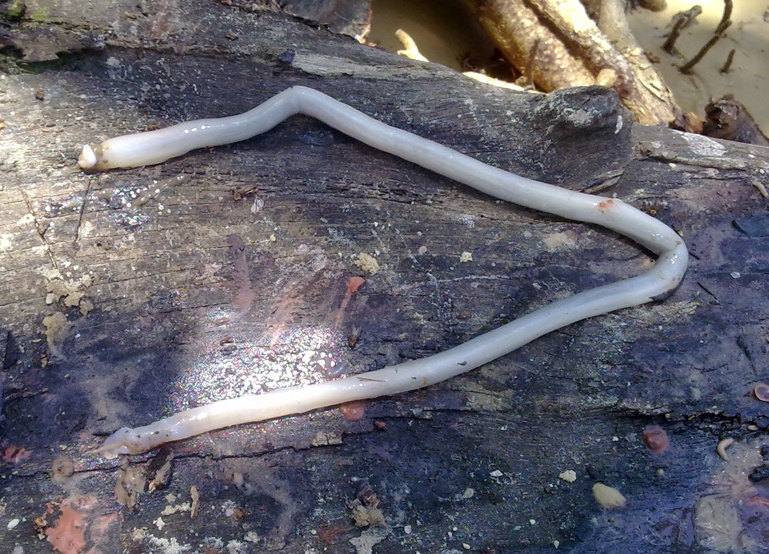 Shipworms ~ Everything You Need to Know with Photos | Videos