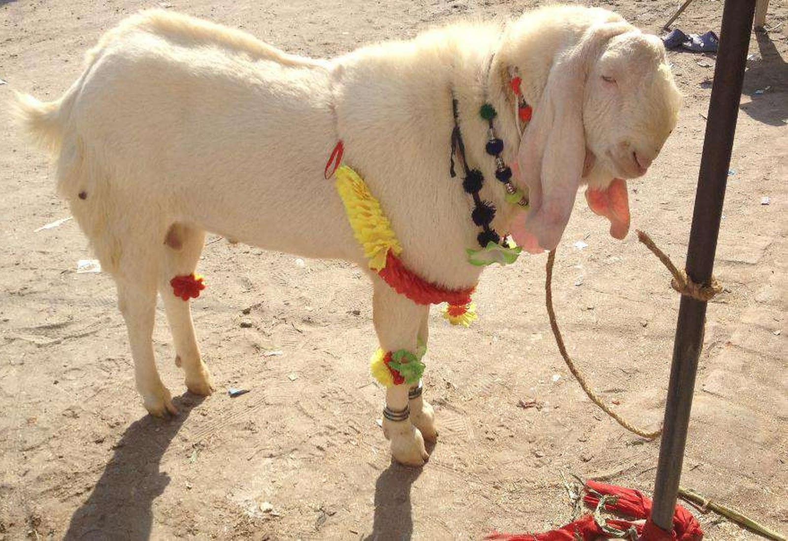 Eid Ul Azha Bakra Hd Wallpaper - Beautiful Desktop HD Wallpapers Download