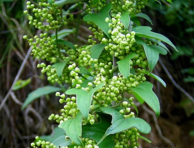 Tropical Rainforests in Madagascar: Benefits we get