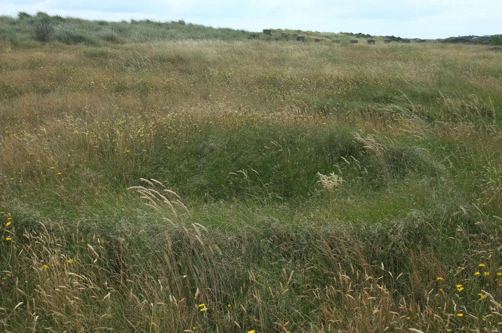 WW1 and WW2 Defences - Suffolk and beyond: Evidence of a Minefield ...