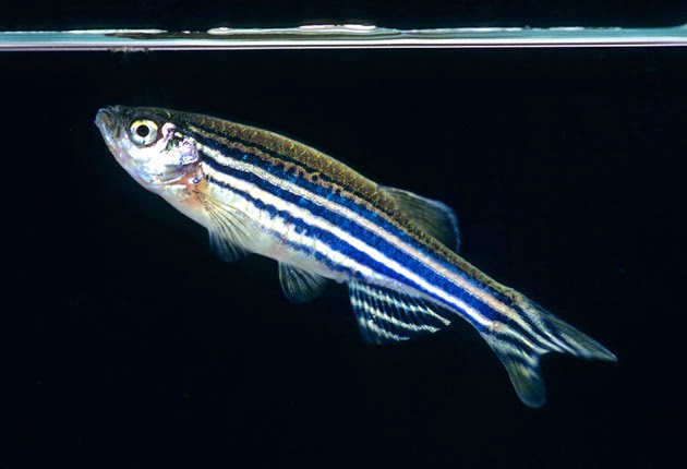 Zebra Fish (Danio rerio) - EDUBIO