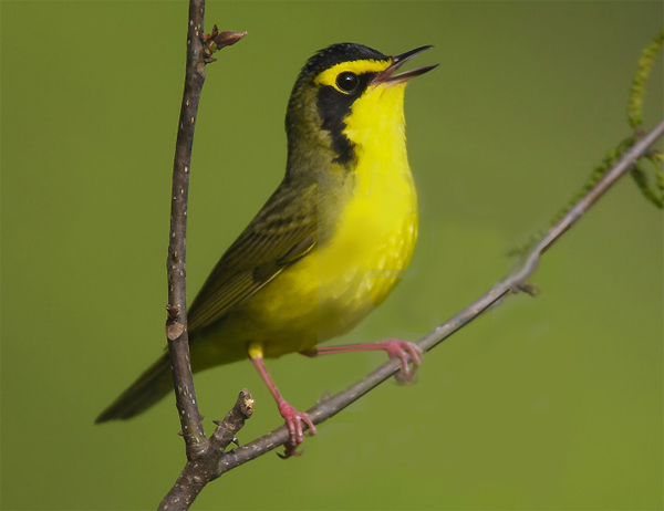 Bellas Aves de El Salvador: Geothlypis formosa ( chipe cachete negro o ...