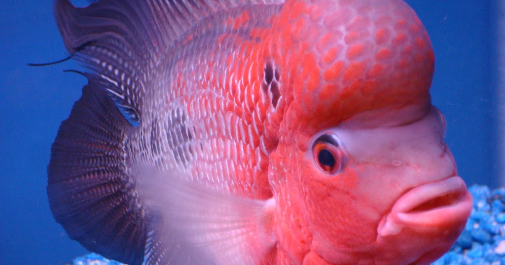 Journey Of Flowerhorn (Louhan): Pemijahan Ikan Louhan