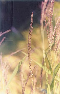 Conservation of traditional crop varieties | Innovative farming solutions