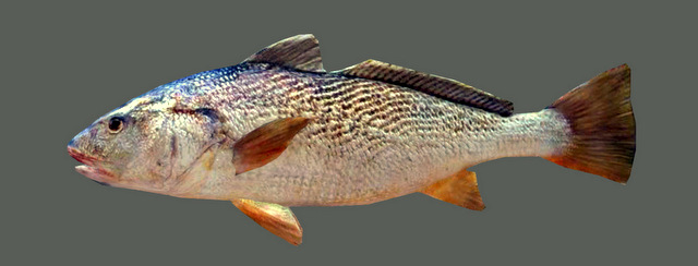 SABOR DE PESCA: RECEITA DE PEIXE: CARPA OU CORVINA ASSADA NO FORNO COM ...