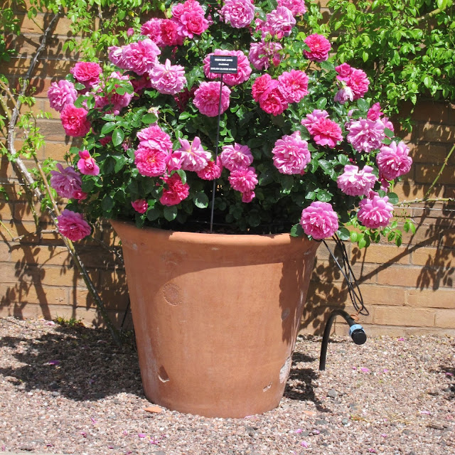 New shoots - biopic of a rebellious English garden...: Bit of a ...