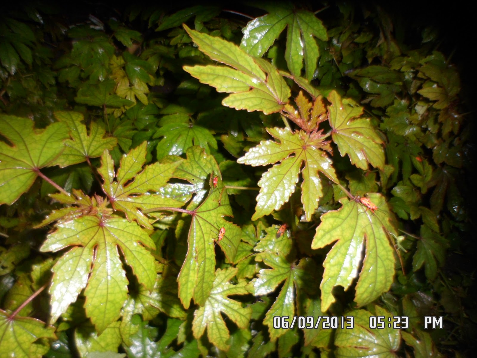 greedy palates: cuisines you've never tasted