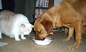 Read for the Love of Books: Two Bobbies