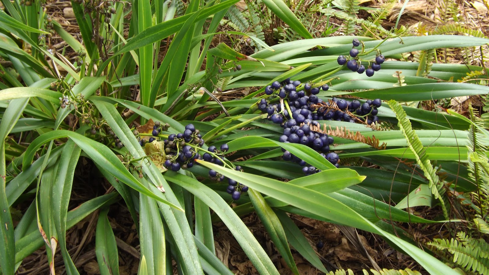 Donnelly Oceantics: AUGUST 12, 2012 - Native Plants and Mini Golf