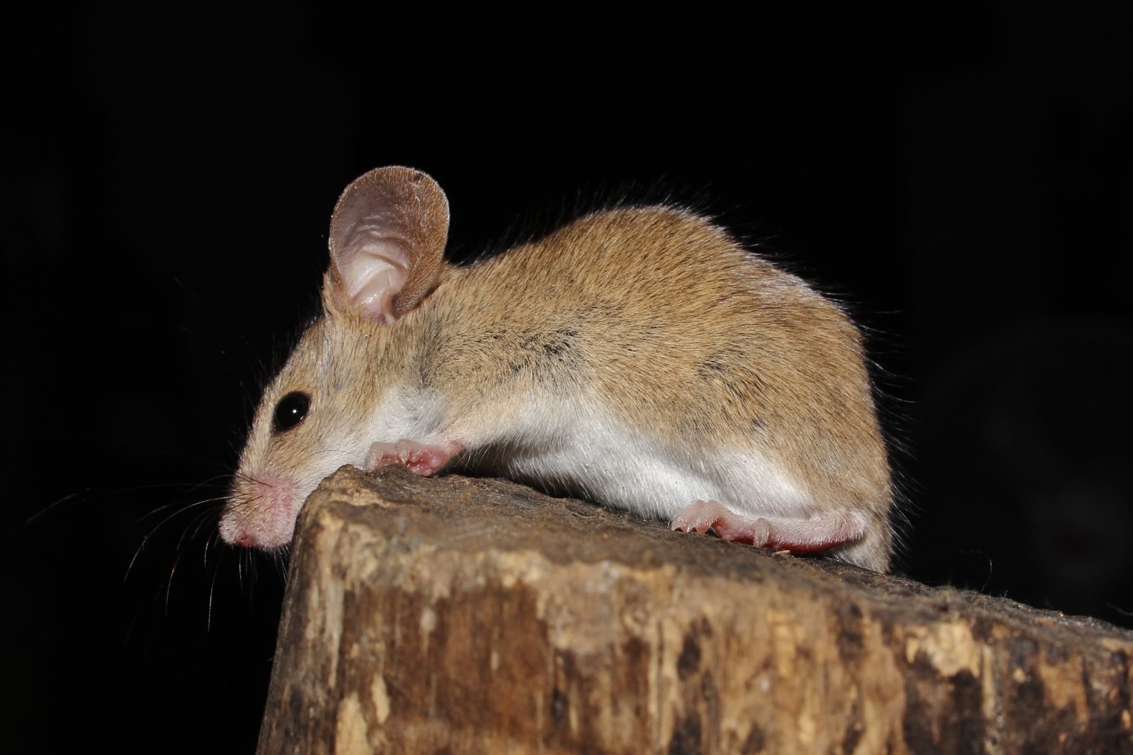 Mammals of Cyprus - Τα θηλαστικά της Κύπρου by George Konstantinou ...