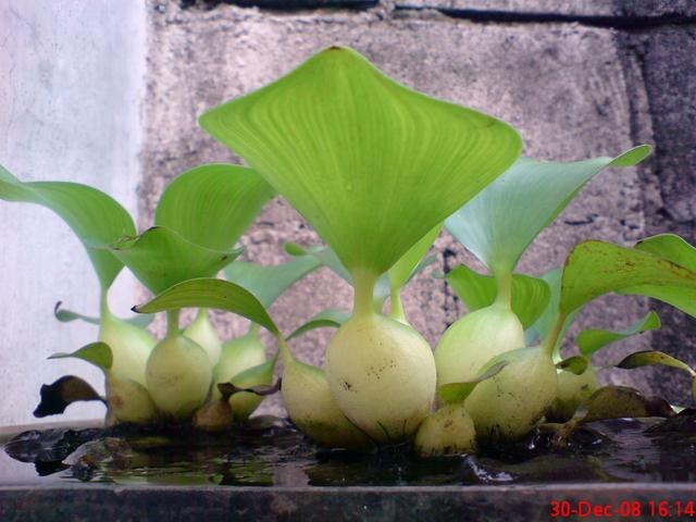Tumbuhan Eceng Gondok