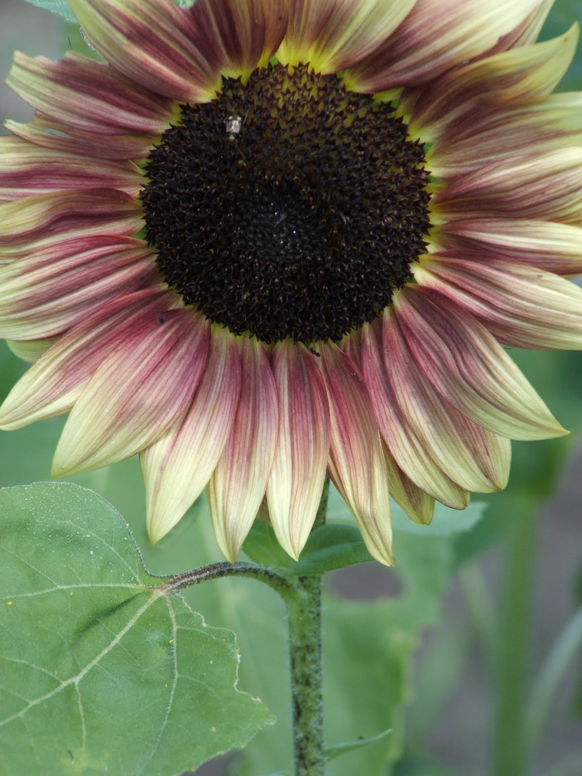 God's Growing Garden: Sunflowers - Royal Flush
