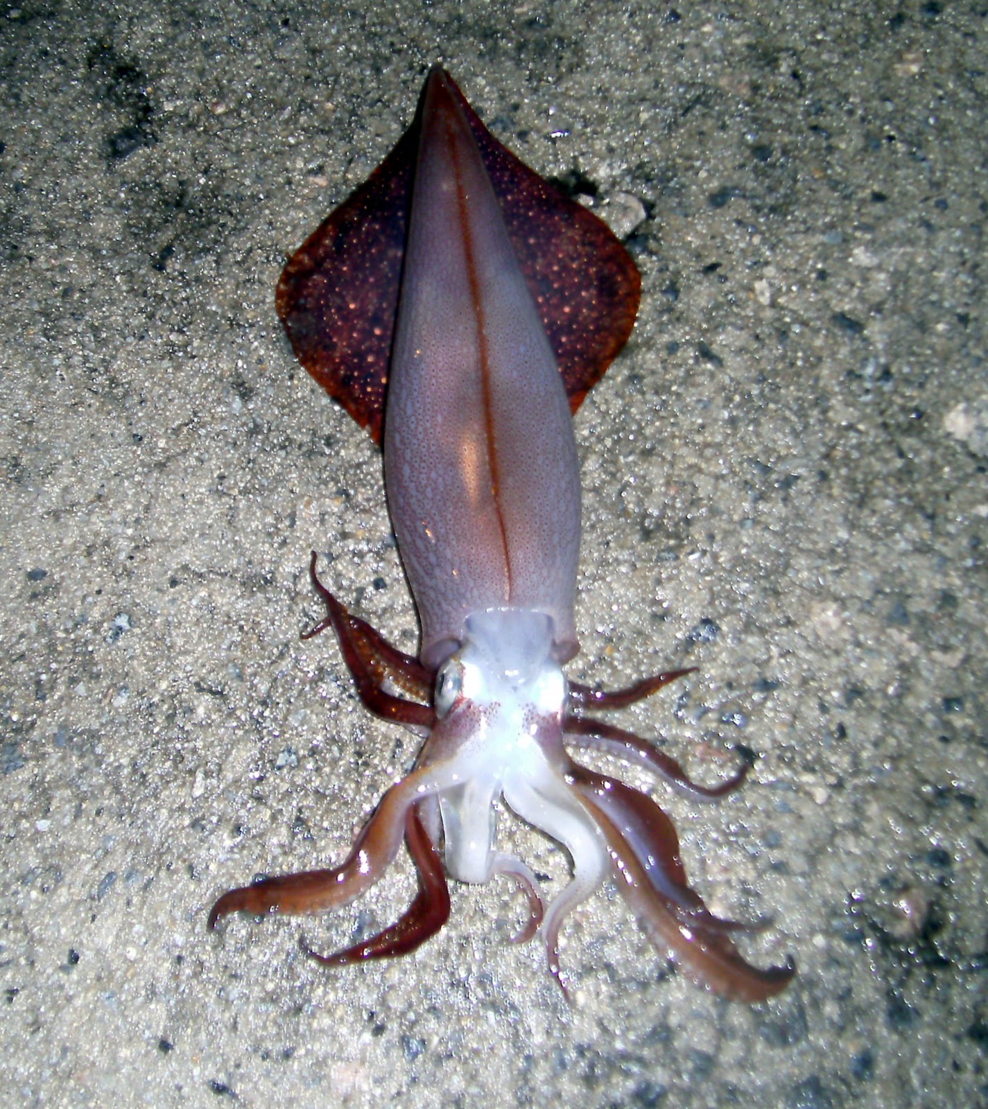 Top Water Charters Fishing Reports and News Beaufort Morehead City ...