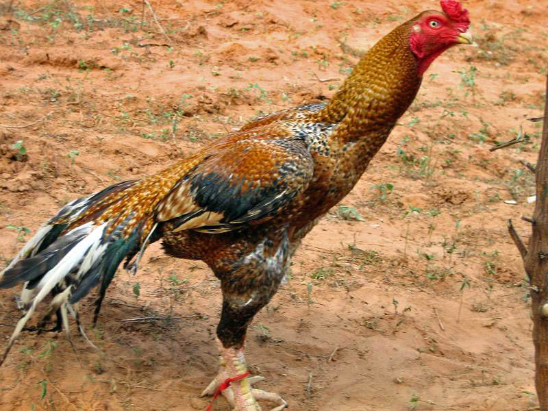 KING GHAZI: Indian Asil