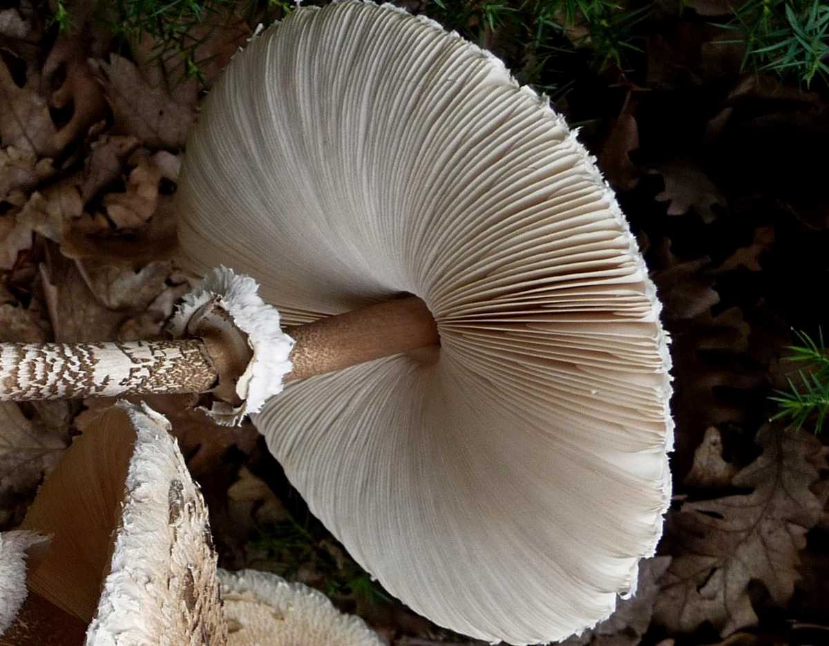 r o b i n 's y a r d: Macrolepiota