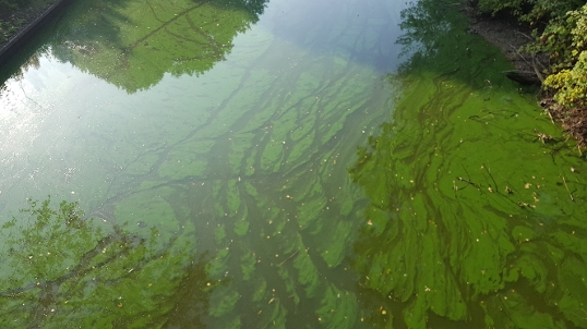 Blauwalgen in Someren - Waternieuws