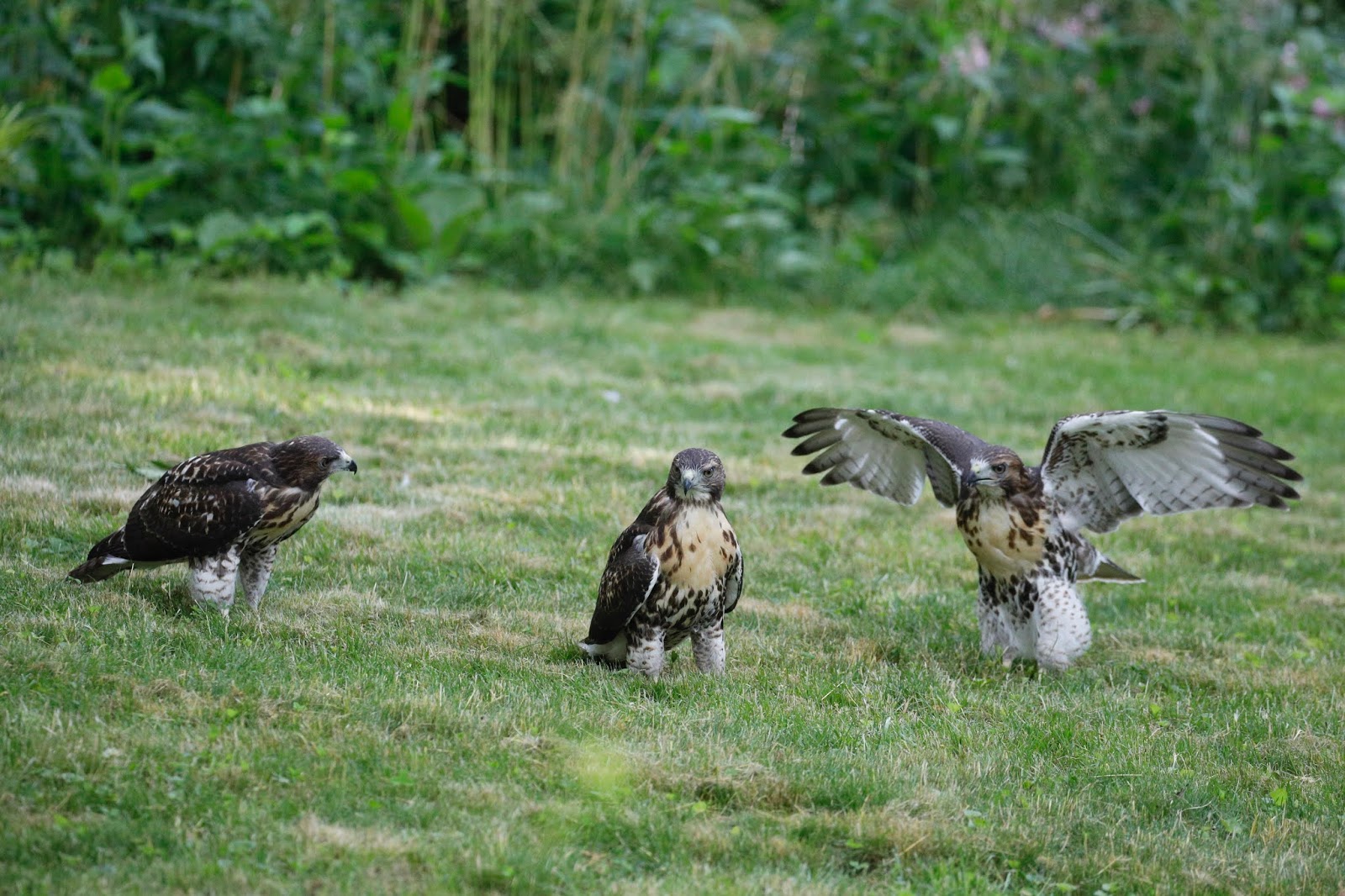 EV Grieve: Winging it with the young hawks in Tompkins Square Park