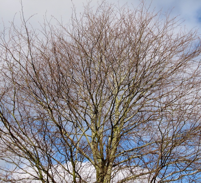 Friko's World: My World of Trees in March