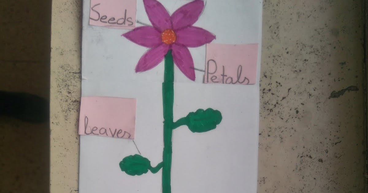 Learning and growing together.: Natural Science: The flower