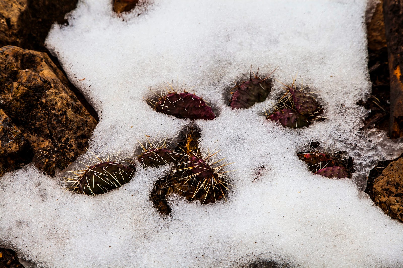 Walking Arizona: Cactus on Ice