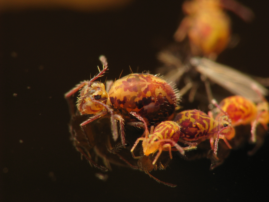 Species of UK: Week 14: Springtails (Collembola)