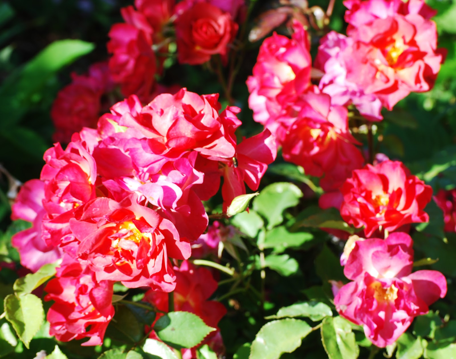 Photographing Flowers: Royal Reds