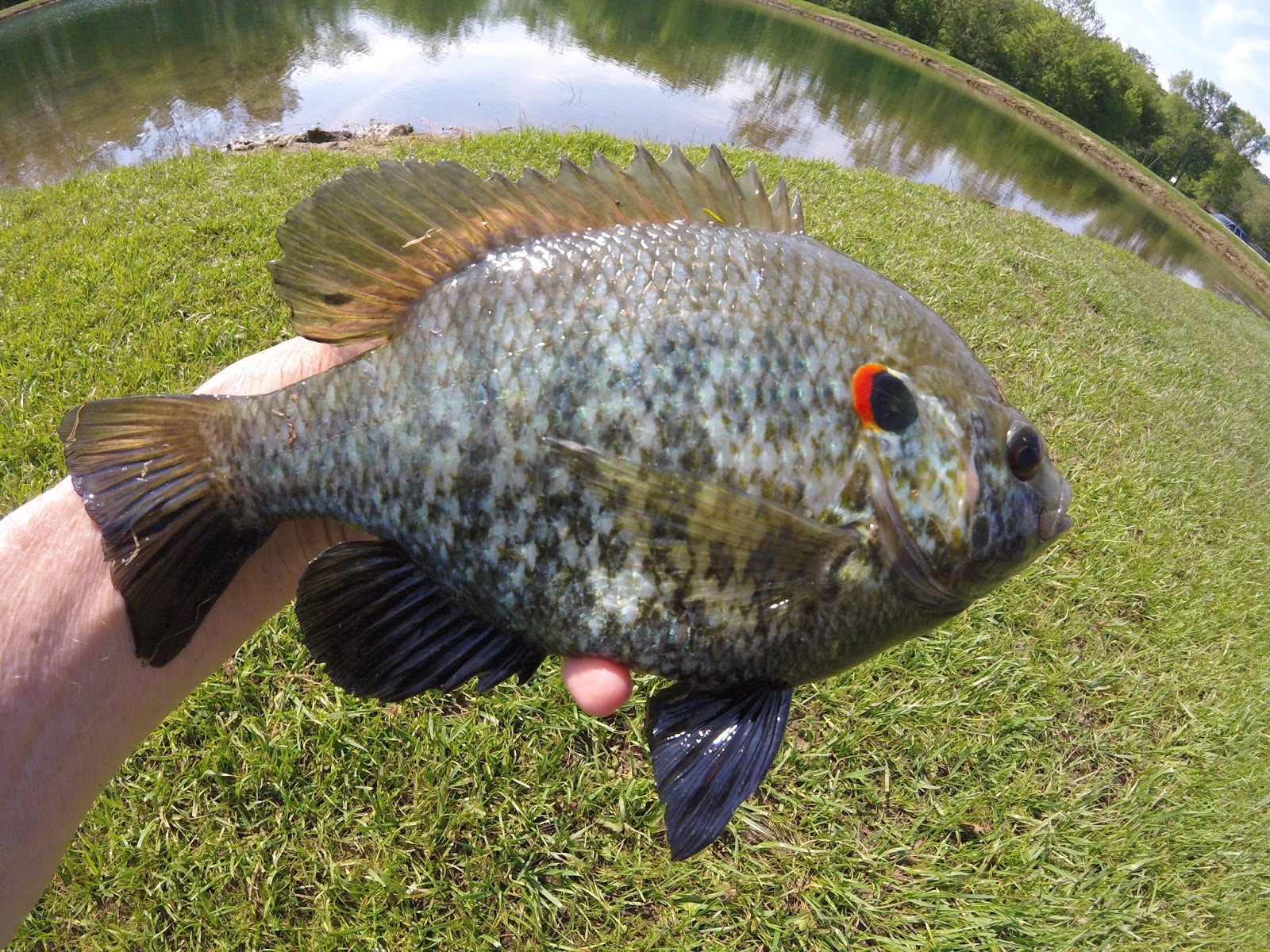 Bluecollar Fishin with Jim: When God Paints a Picture...