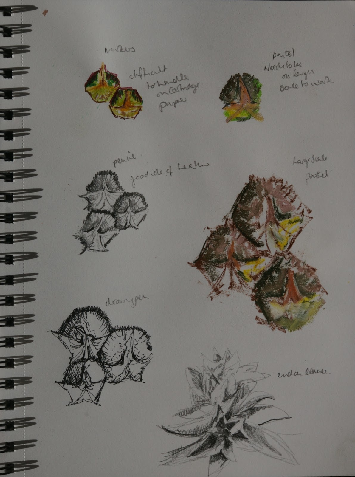 Aylish's OCA Learning Log: Assignment One: First Drawing - Natural Forms