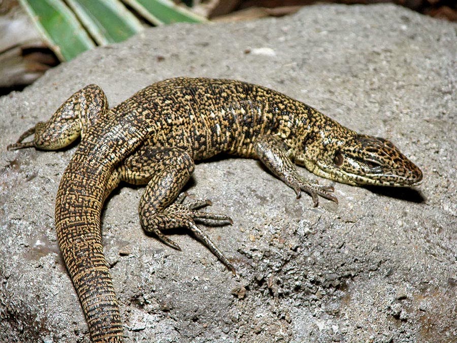 C.P.E. Zoológico Caricuao: Reptiles del Parque