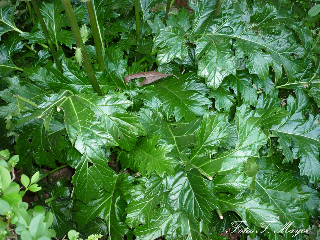 Flores y plantas silvestres: " Acanthus mollis ". Acanto, Alas de ángel ...