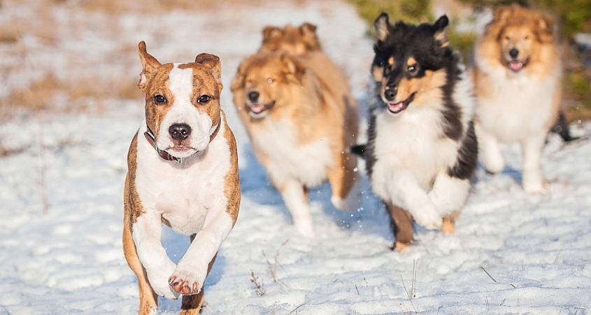 Dog Behavior Digest: What is "Pack Drive?"