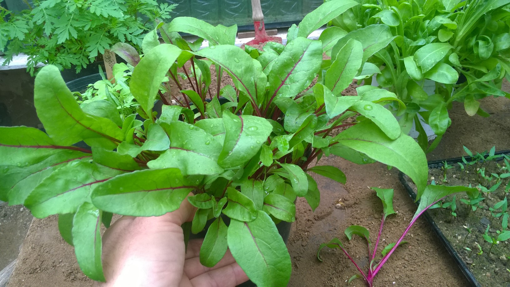 How To Start Beet Indoors