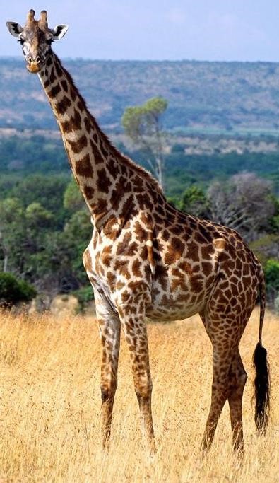 Blog sobre animais de porte: GIRAFA