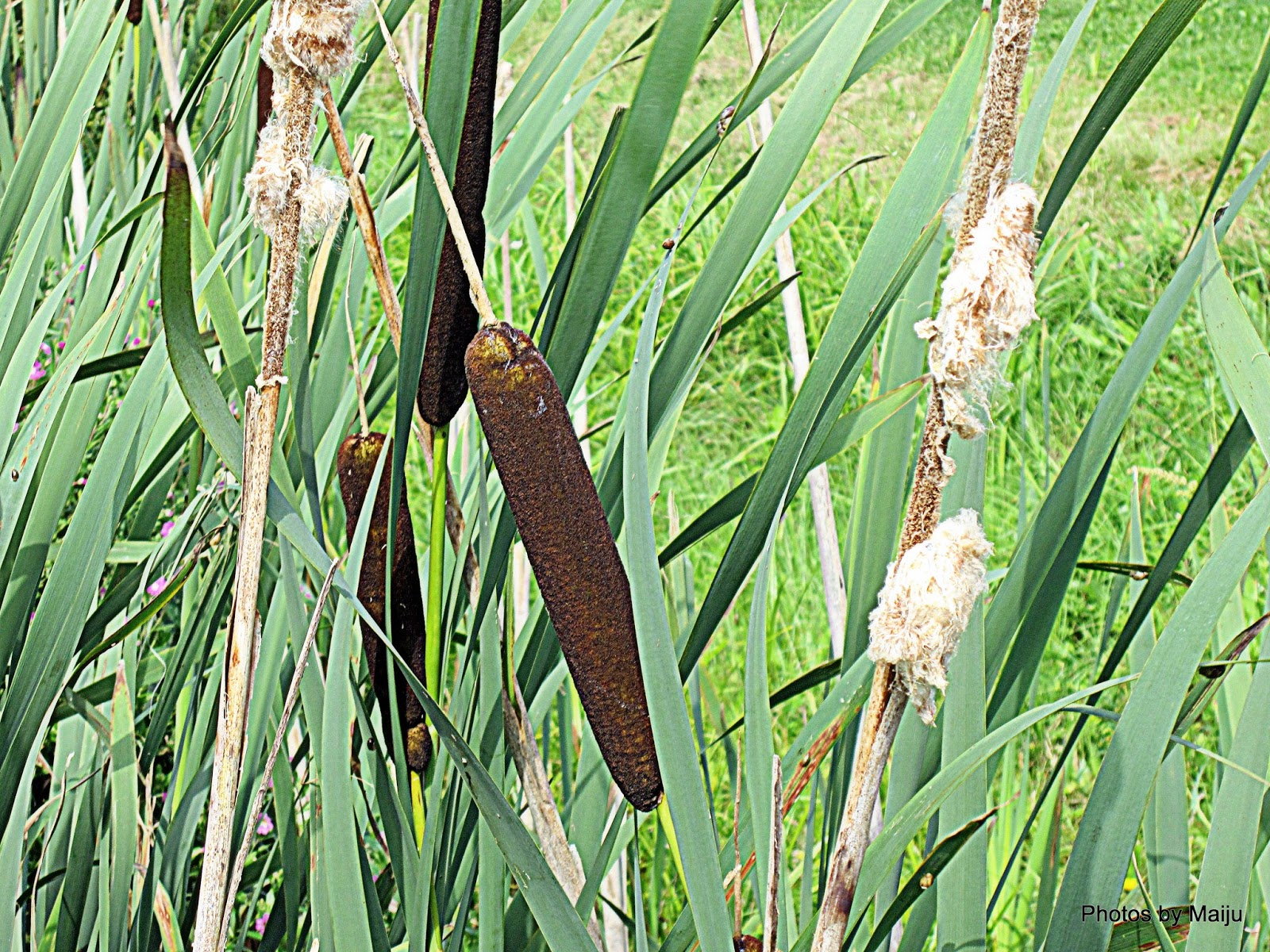 Photos by Maiju: Pickala golf, kuvia kentän laidalta
