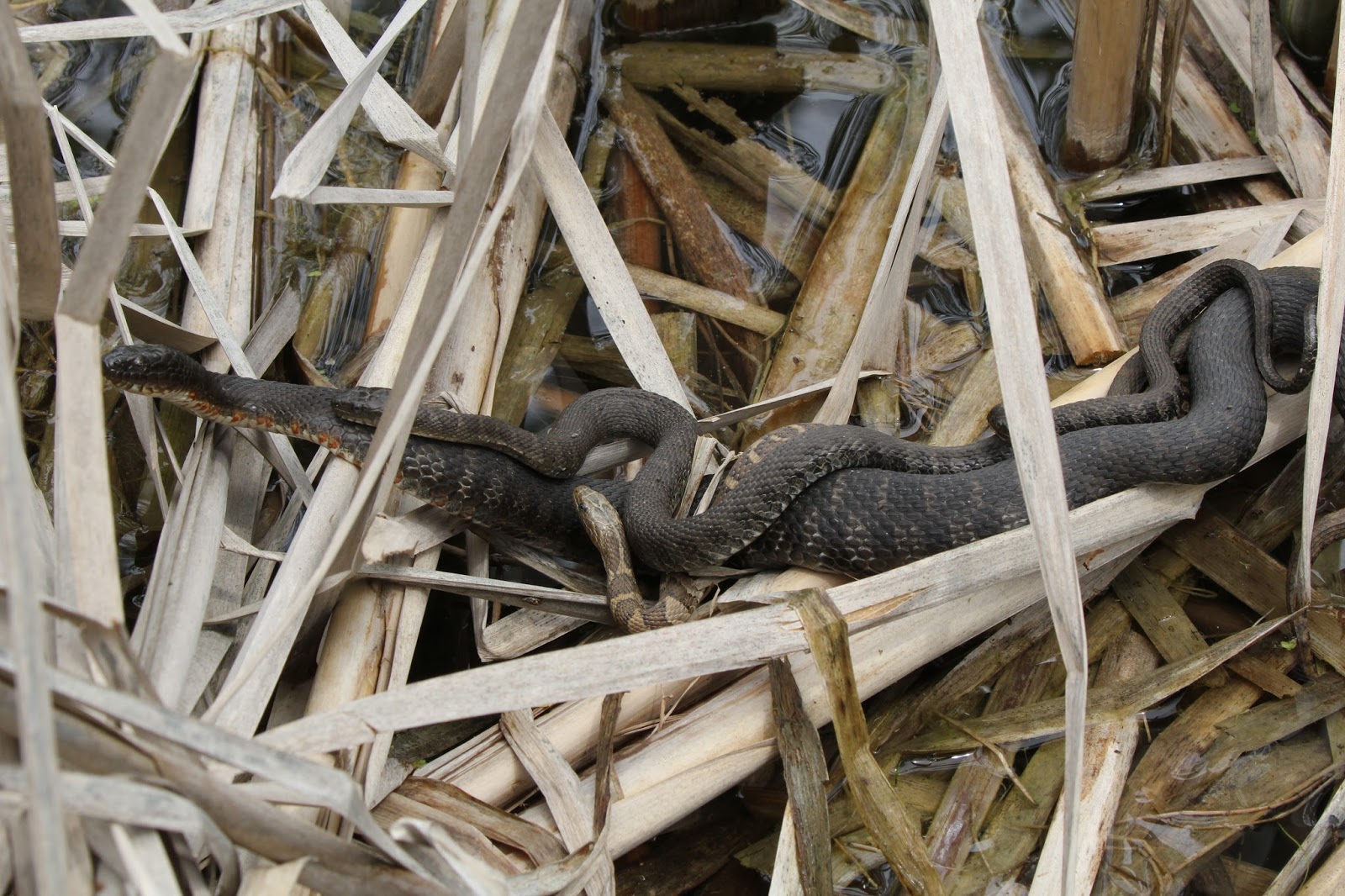 Isabella Conservation District Environmental Education Program: In a ...