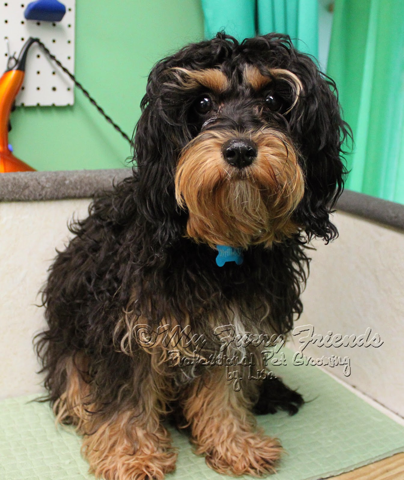 Pet Grooming: The Good, The Bad, & The Furry: Mats, Mats, and More Mats