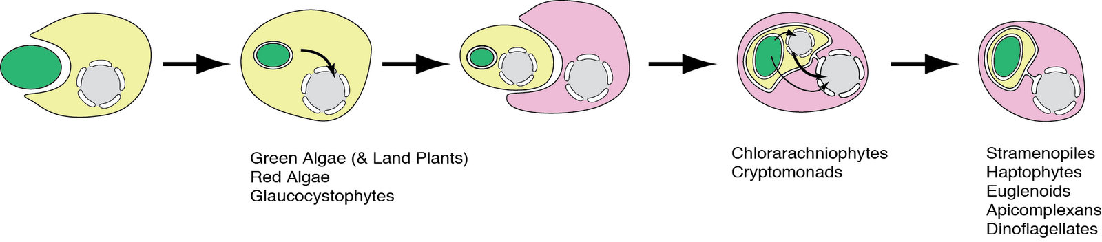 Transient or Cryptic Organelles – Evolving Algae