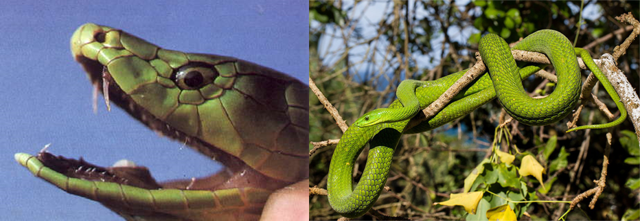 Mengidentifikasi Ular Dari Tipe Susunan Gigi - minipetcare