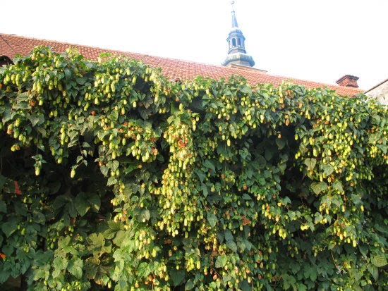 Seminte si plante de gradina hobby: Hamei -Humulus lupulus