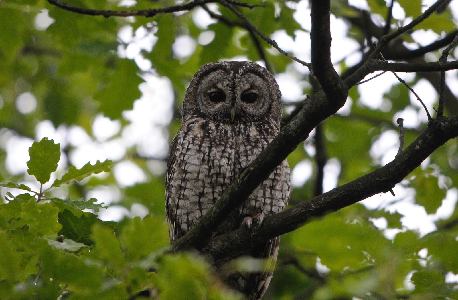 EL NIDO DEL XUAN: CÁRABO COMÚN. (Strix aluco)