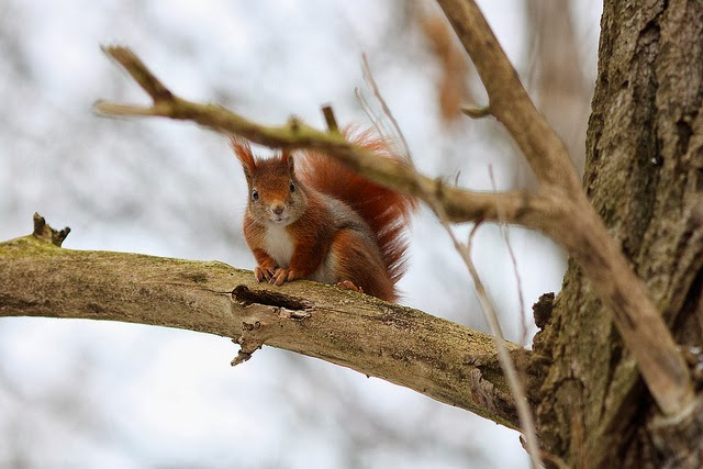 Red Squirrels Show Signs of Recovery from Deadly Poxvirus | The Ark In ...