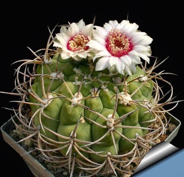 Koleksi Tanaman Hias: Tanaman Katus Mini (Cactus Mini)