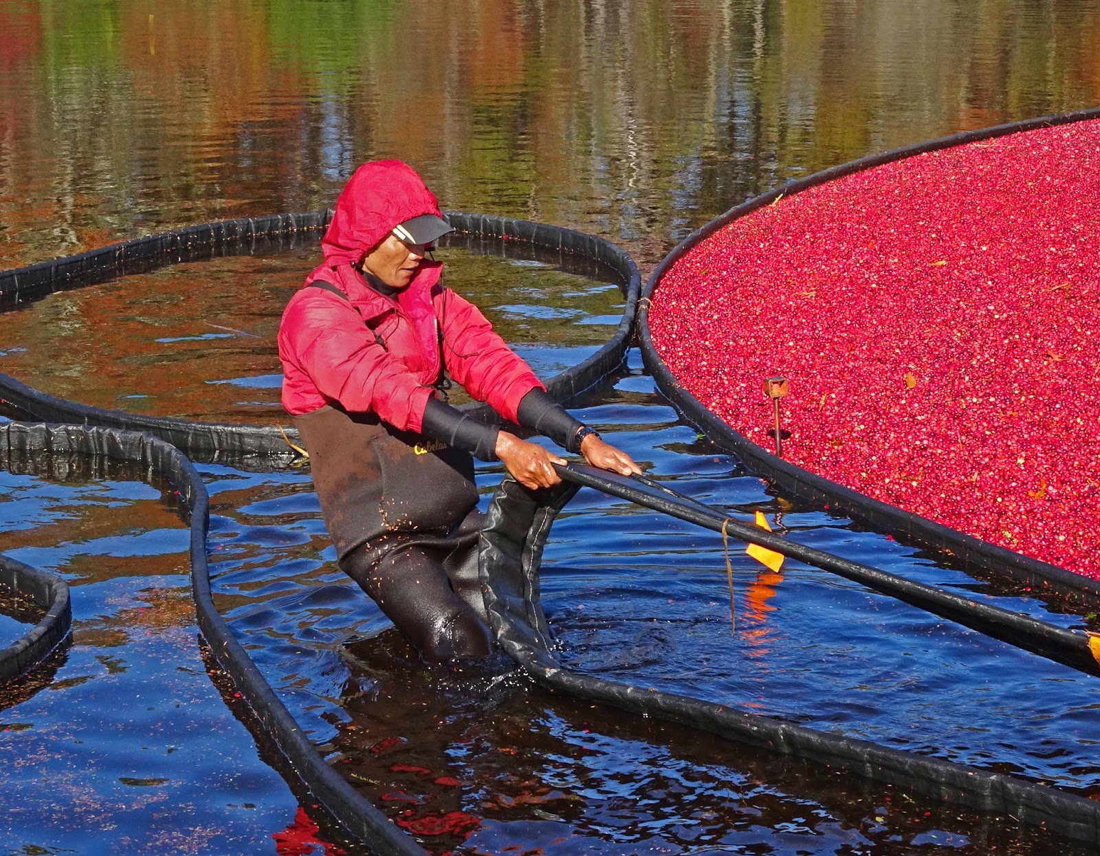 Joe's Retirement Blog: A Cranberry Harvest, Slocum-Gibbs Cranberry ...