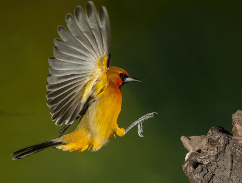 Bellas Aves de El Salvador: Icterus pustulatus (chiltota de espalda ...