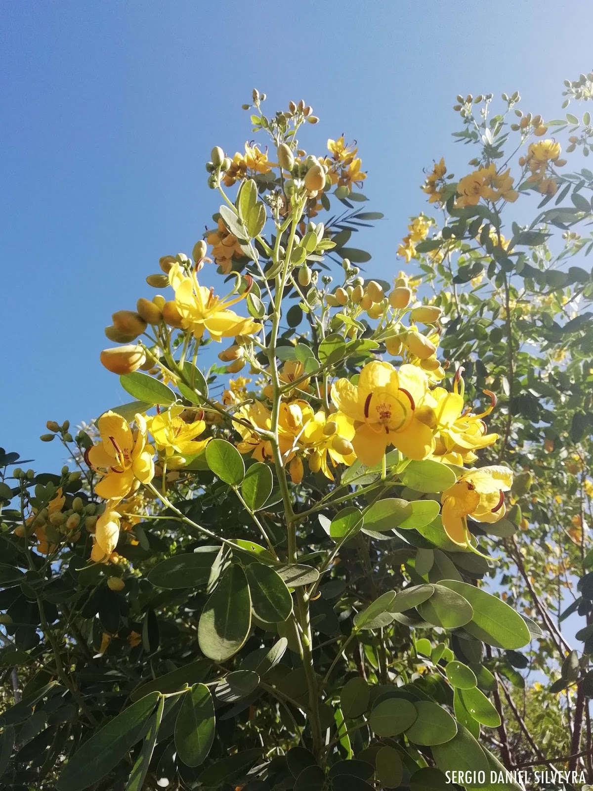 Flora Nativa de Entre Rios