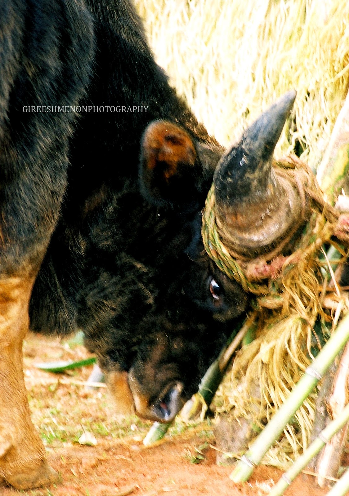 land and life through camera - Gireeshmenon: Arunachal Pradesh - Land ...