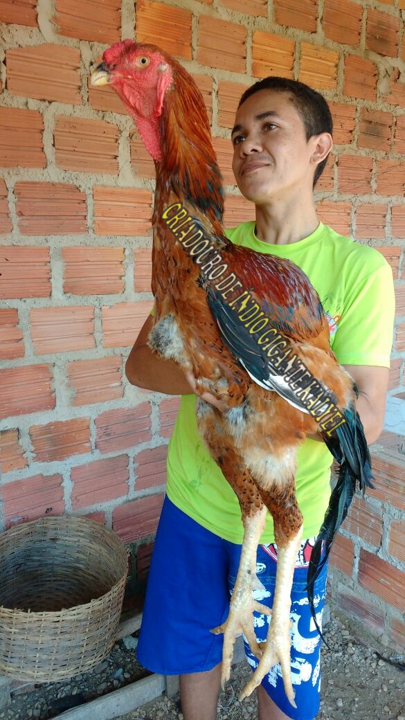 Portal de Fortuna MA: Galinha Índio Gigante